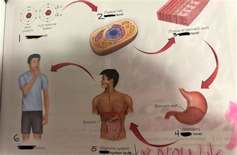 Ch 21 Flashcards Quizlet