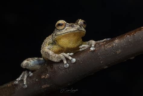 Field Diary Macro World Of Munnar Dr Caesar Photography