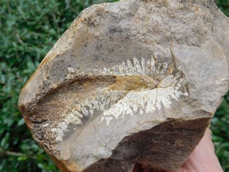 Fossil In Chert Fossil Id The Fossil Forum
