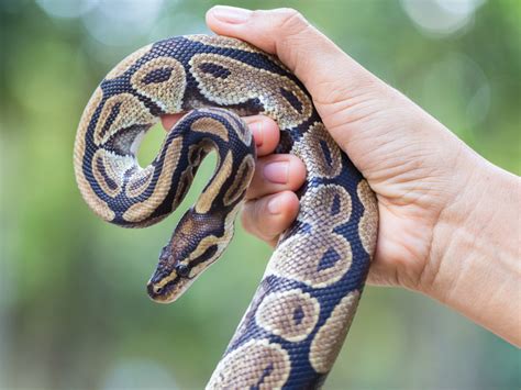 5 Foot Ball Python Found Near Hawaii Landfill Reptiles Magazine
