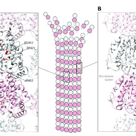 In Silico Homology Model Of An αβ Tubulin Heterodimer A Facing The