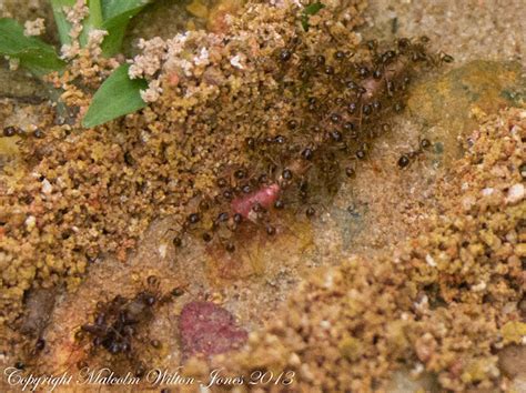Ants Project Noah