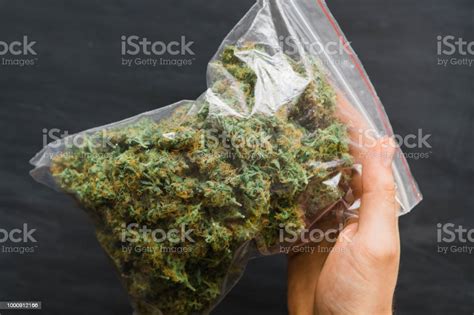 대마초에 손을 마리화나 대마초와 대마초 많은 대마초의 신선한 싹 패키지의 많은 큰 패키지 복사 Spase 복사 공간 공동 신선한