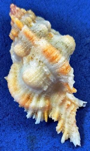 Chicomurex Gloriosus 3298938