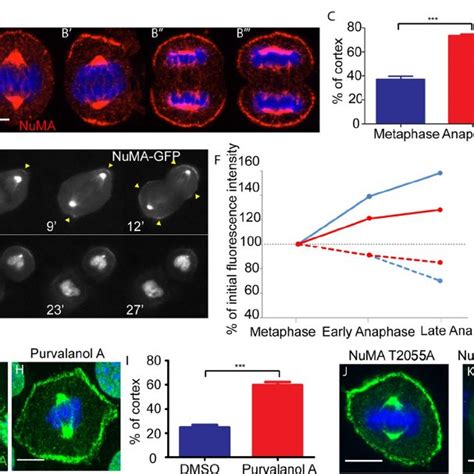 Mitotic Spindle Alignment With Stretch Requires Numas 41 Binding