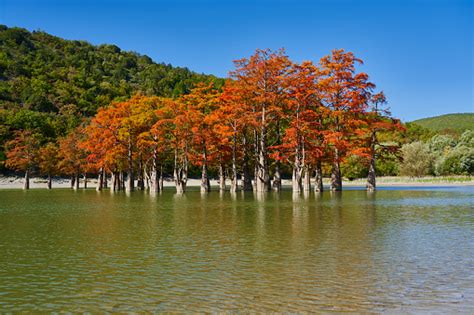 장엄한 황금 Taxodium Distichum는가 카프카스 산맥의 배경으로 화려한 호수에 서 가 10 월입니다 수 골짜기입니다