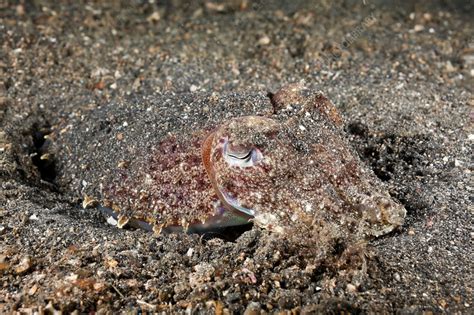 Cuttlefish Camouflaged In Sand Stock Image C0316753 Science