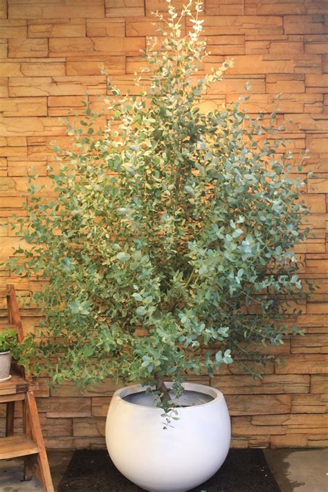 ユーカリグニー38観葉植物専門店ワールドガーデン