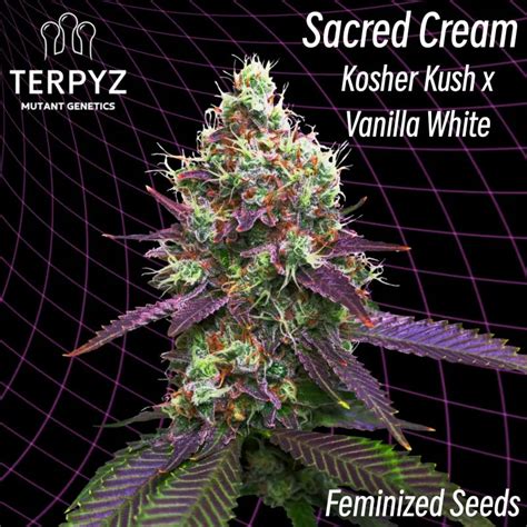 Terpyz Mutant Genetics Sacred Cream