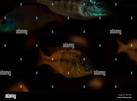 Aquarium With Many Colorful African Cichlids From Malawi Lake Dark
