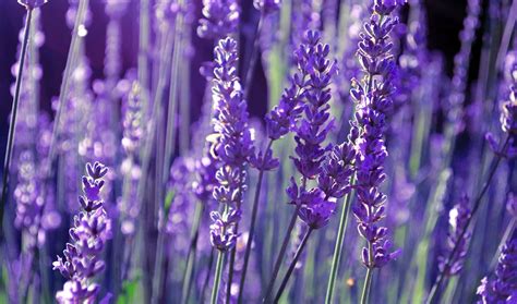 Download Lavender Background