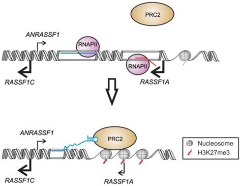 Rassf1 As1 Lncrnawiki