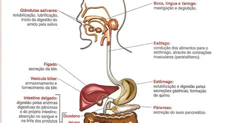 Professora Andreane Sistema Digestório