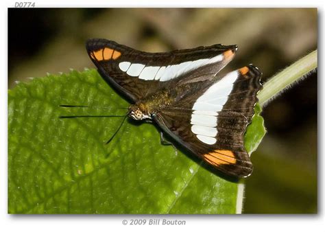 Adelpha Serpa Celerio Live Adults