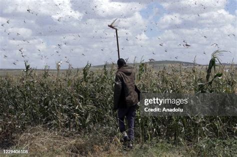 Grasshopper Swarm Photos And Premium High Res Pictures Getty Images
