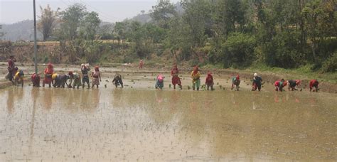 चैते धान खेतीको क्षेत्र विस्तार