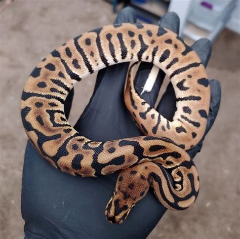 Leopard Spotnose Granite Het Clown Ball Python By Pacific Northwest Pythons Ball Python Cute
