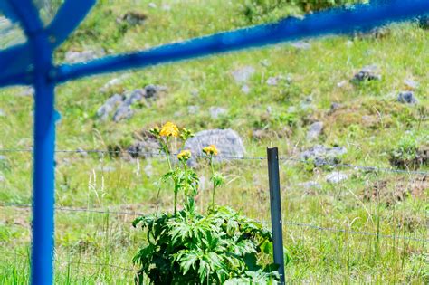 ツノトゥク周遊7月中旬はハンカイソウが見頃です 奥四万十時間 高知県奥四万十エリアの観光ガイド