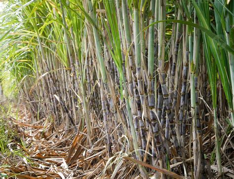 Sugarcane Plantationsthe Agriculture Tropical Plant In Thailand