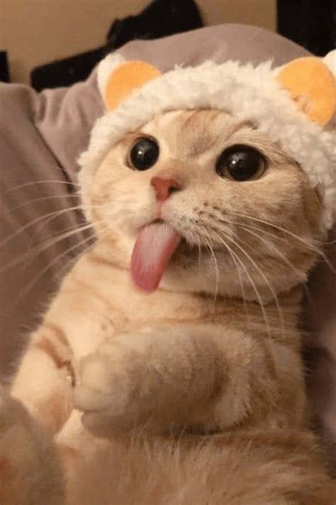 100 Sjove Cat Memes Billeder Wallpapers