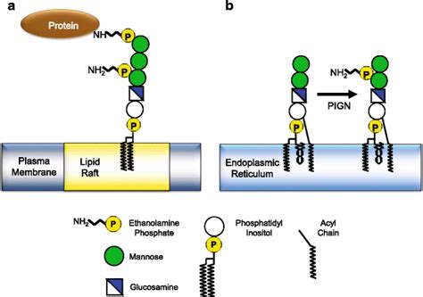 Structure And Synthesis Of Gpi A The Core Structure Of The Gpi Anchor