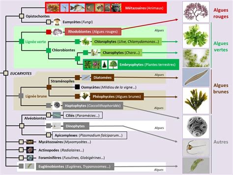 Les algues et leur classification Encyclopédie de l environnement