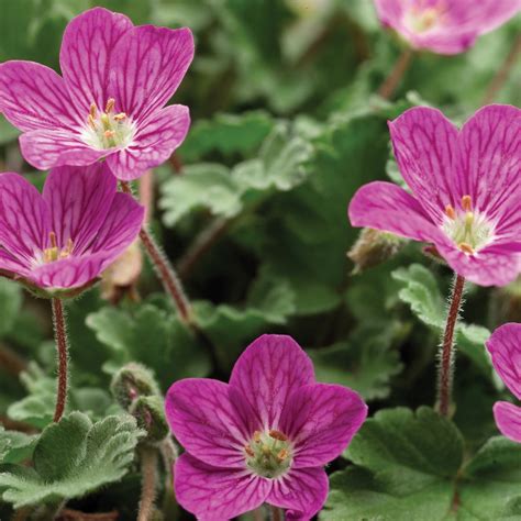 Erodium X Variabile Bishops Form Pink Cranesbill Siteone