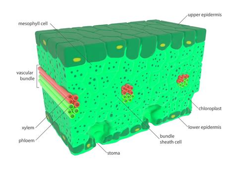 Leaf Anatomy Photograph By Science Photo Library Pixels