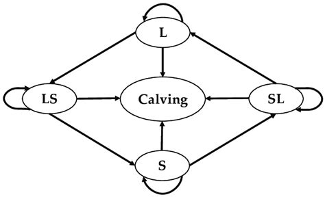 Five State Absorbing Markov Chain To Assess The Prediction Of Calving