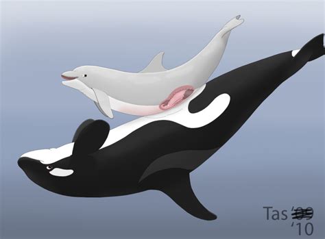 Rule 34 Cetacean Dolphin Female Feral Internal Male Marine Orca Penis Pussy Sex Size