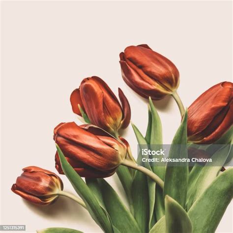 봄 꽃 흰색 배경에 고립 된 오른쪽 모서리에 붉은 튤립의 꽃다발 상단 보기 프레임 테두리 복사 공간 인사말 카드 어머니의 날