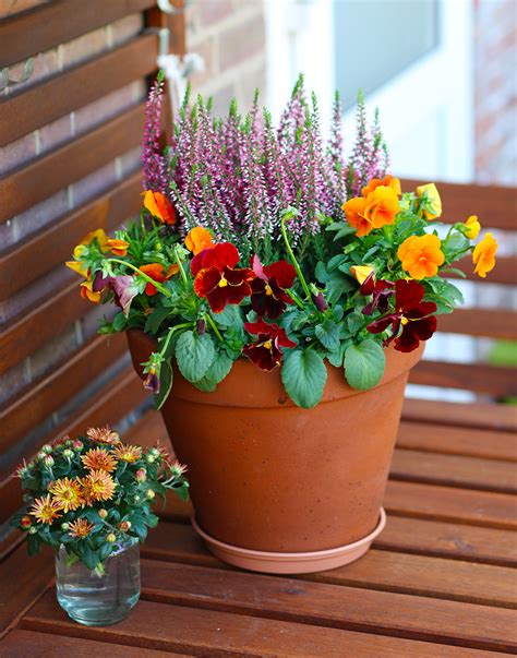 5 Jolies Fleurs D Automne En Pots Jardin De Grand Meres