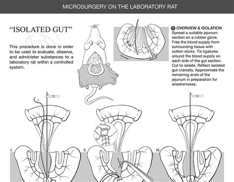 Microsurgery Illustration Projects Photos Videos Logos