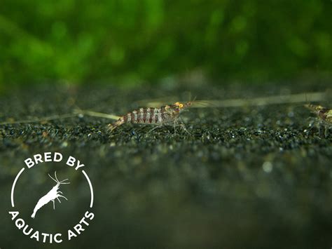 Zebra Babaulti Shrimp Caridina Cf Babaulti Bredby Aquatic Arts On