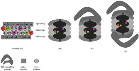Schematic Representation Of The Eukaryotic Constitutive Proteasome