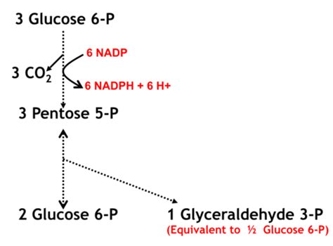 Pentose Phosphate Pathway Hmp Shunt Flashcards Quizlet