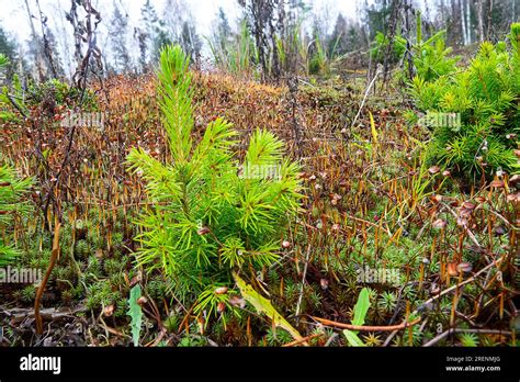 Forest Restoration After A Fire European Spruce Picea Excelsa P