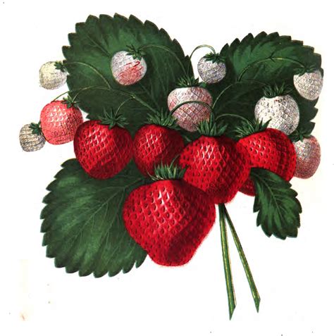 Vintagestrawberryclipartillustration