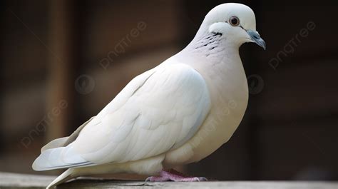 작고 둥근 얼굴을 가진 흰 비둘기 비둘기 새 그림 새 비둘기 배경 일러스트 및 사진 무료 다운로드 Pngtree