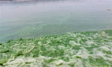 Laboratorio De Toxinas Marinas Y Aguas Continentales Presenta Informe