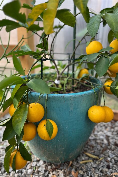 How To Grow Meyer Lemon Trees In A Pot The Prudent Garden