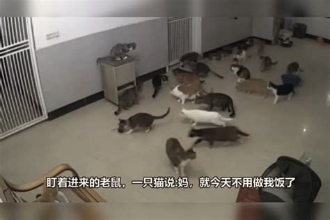 这倒霉老鼠，一屋子猫咪正无聊，它突然钻了进来，镜头拍下全过程