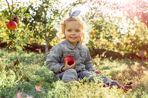귀여운 어린 소녀 아이가 가을에 사과 과수원에서 잘 익은 유기농 붉은 사과를 따기 건강한 영양 수확 개념 애플 따기 가을에 대한 스톡 사진 및 기타 이미지 Istock