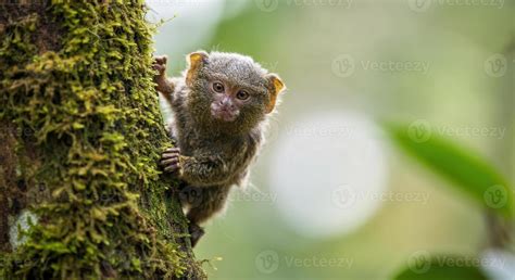 Curious Pygmy Marmoset In Lush Greenery Of The Amazon Rainforest