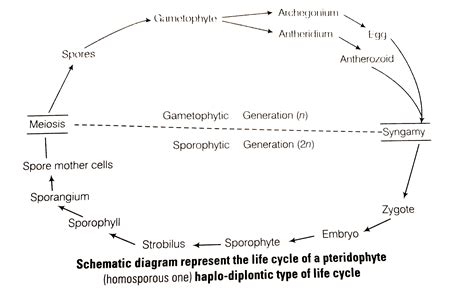With The Help Of A Schematic Diagram Describe The Haplodiplontic Life