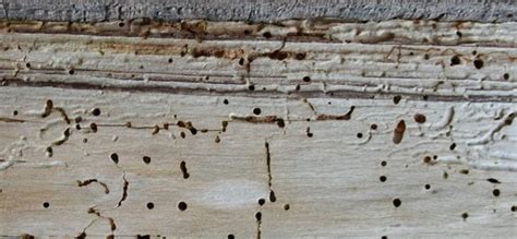 Woodworm Treatment West Midlands Woodworm Treatment Complete Pest