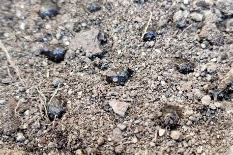 How To Fix Hydrophobic And Water Repellent Soils Yates Australia