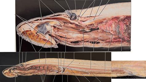BIOL 355 Anatomy Lab 1 Adult Lamprey Sagittal Section Diagram Quizlet