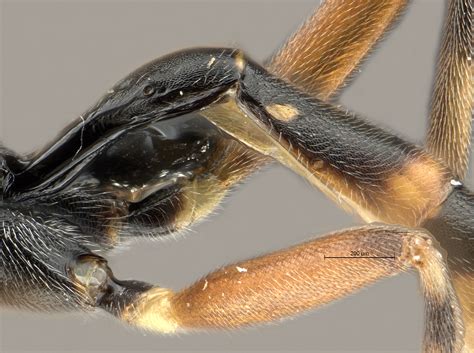 Diadegma Species Waspweb