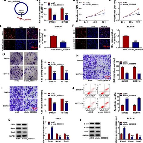 Circ0056618 Knockdown Inhibited Proliferation Migration Invasion